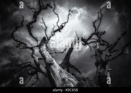Dark Scary Dead Trees Stormy Skies Haunted Woods low angle view Stock ...