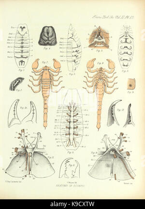 A scientific study on the muscular and endoskeletal systems of the ...