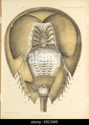 On the muscular and endoskeletal systems of Limulus and Scorpio ...