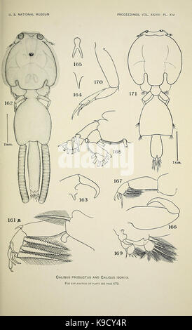 North American parasitic copepods belonging to the family Caligidae ...