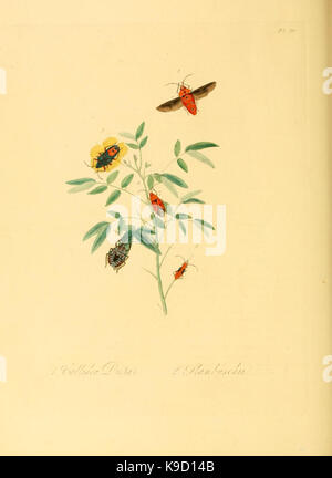 Natural history of the insects of China (Pl. 2) (7060609555 Stock Photo ...