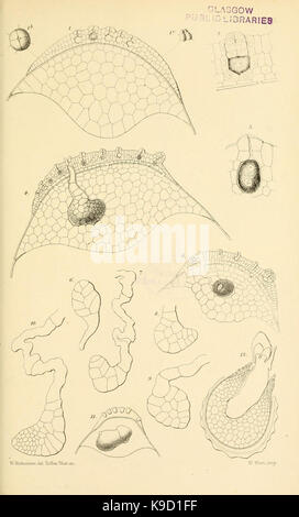 On the germination, development, and fructification of the higher ...