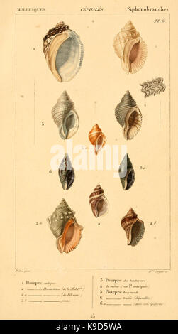 Malacozoaires, ou, Animaux mollusques: A classification of mollusks ...
