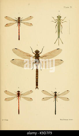 New Zealand Neuroptera Stock Photo - Alamy