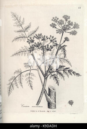 Medical botany (Plate 22 Stock Photo - Alamy