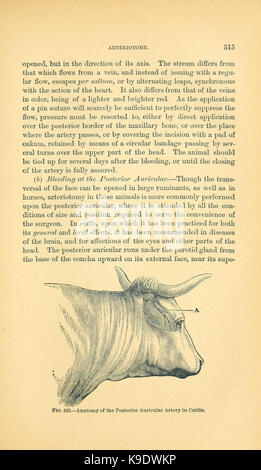 Manual of operative veterinary surgery (Page 179) BHL20475539 Stock ...