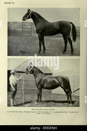 Modern horse management Stock Photo - Alamy