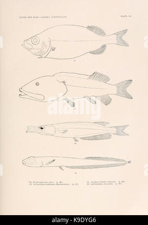 Oceanic Ichthyology, Deep-Sea Fish Illustrations, Plate XI Stock Photo ...