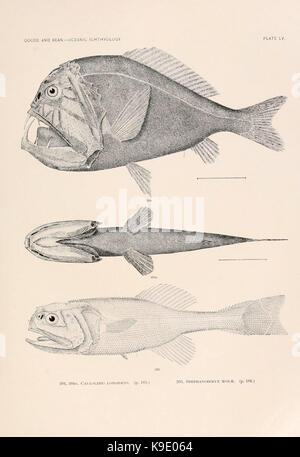 Oceanic ichthyology, Atlantic Ocean, deep-sea fishes, marine biology ...