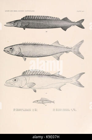 Oceanic ichthyology, Atlantic Ocean, deep-sea fishes, marine biology ...