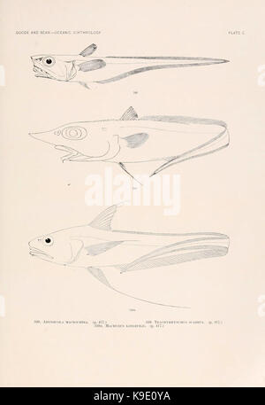 Atlantic Ocean, deep-sea fishes, oceanic ichthyology, marine biology ...
