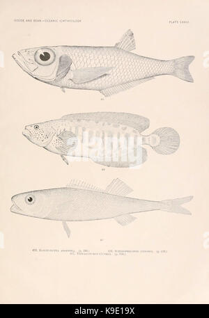 Oceanic Ichthyology, Study of Deep-Sea Fishes in the Atlantic Ocean ...