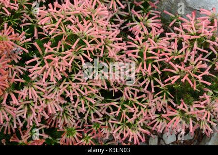 Erica nevillei growing The National Botanic Garden of Wales Llanarthney ...