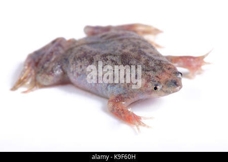 Common Suriname toad, Pipa pipa, Pipidae, South America Stock Photo - Alamy