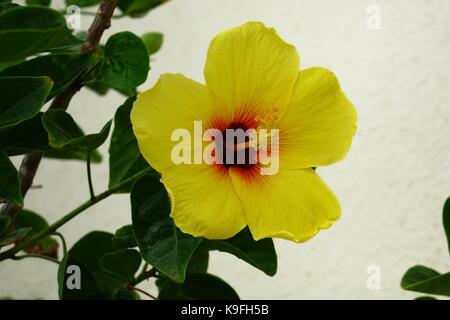 Yellow Hibiscus, state flower of Hawaii Stock Photo - Alamy