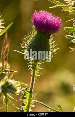 Thistle, Ankeny National Wildlife Refuge, Oregon Stock Photo - Alamy