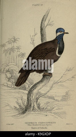 This illustration from the book 'Pigeons and all about them' provides ...