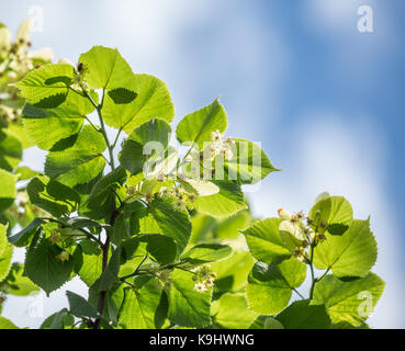 Linden tree in blossom. Nature background Stock Photo - Alamy