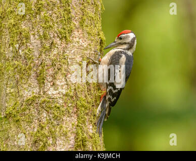 Galloway Forest Park - Scotland Stock Photo - Alamy
