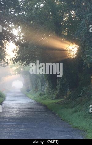 Sun burning through the mist early morning in late summer early autumn ...