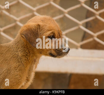A cute little feral puppy in India Stock Photo - Alamy
