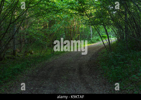 Hazel shrubbery covers a gravel road. Dark light under the leaves, some ...