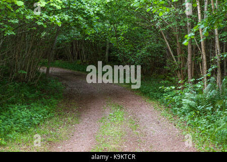 Hazel shrubbery covers a gravel road. Dark light under the leaves, some ...