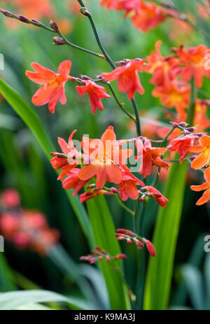 crocosmia lucifer perennials flowers blooms orange red colours colors ...