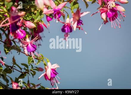 Fuschia Flowers in the Sun Stock Photo - Alamy