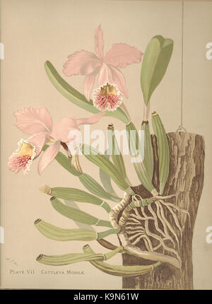 Orchids (PLATE VII Stock Photo - Alamy