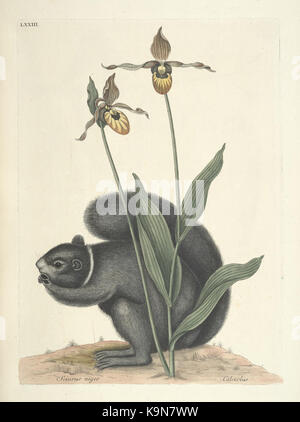 Piscium, serpentum, insectorum, aliorumque nonnullorum animalum nec non ...