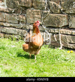Catalana chicken. Light brown feathers with yellow legs Stock Photo - Alamy