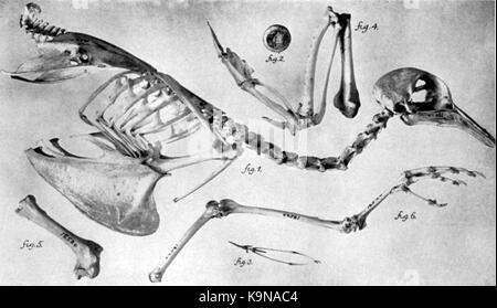 Passenger Pigeon skeleton Stock Photo - Alamy
