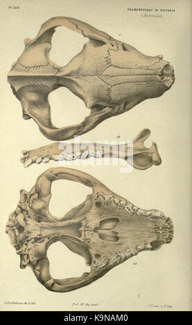 Prodromus of the palaeontology of Victoria, or, Figures and ...