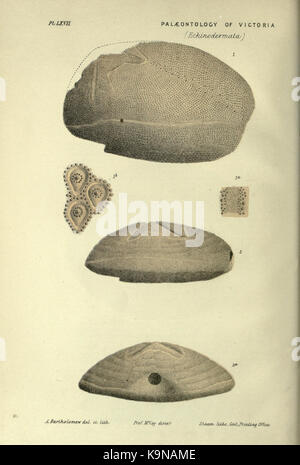 Prodromus of the palaeontology of Victoria, or, Figures and ...