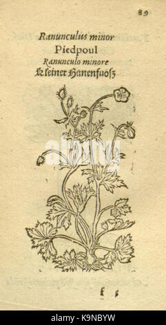 A botanical illustration from 'Plantarum effigies,' displaying detailed ...