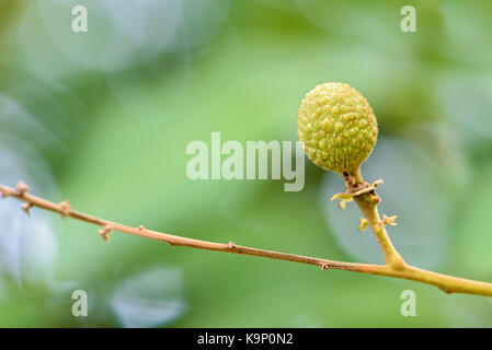 Young Small longan fruit on tree with green leaf Stock Photo - Alamy
