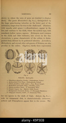 Palaeontology or A systematic summary of extinct animals and their ...