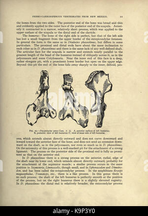 Permo-carboniferous vertebrates from New Mexico (Page 77 Stock Photo ...