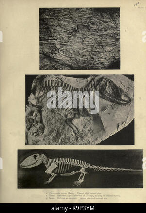 Permo-carboniferous vertebrates from New Mexico (Page 77 Stock Photo ...