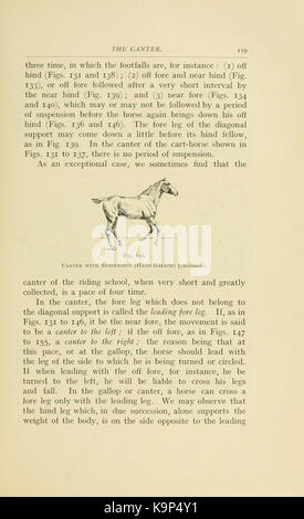 Points of the horse (Page 119 Stock Photo - Alamy