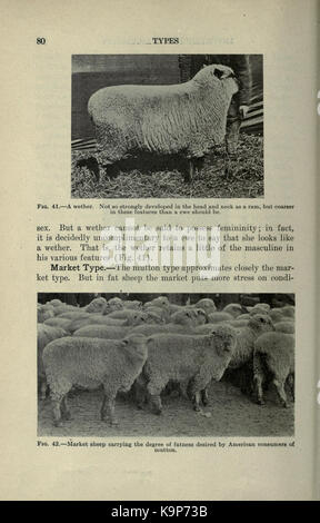 An agricultural study of productive sheep husbandry, detailing ...