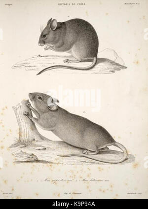 Brown Rat (Rattus norvegicus) . Family of rats about to enter the water ...