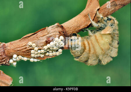 Vapourer moth (Orgyia antiqua) flightless female laying eggs Stock ...