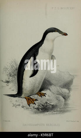 An illustration from a zoological work showing the ear cartilage and ...