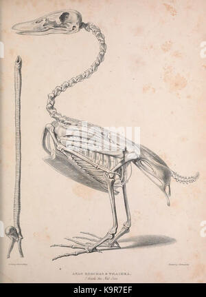 This scientific work studies the skeletal structure of vertebrates ...