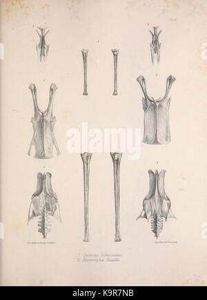 A detailed illustration from 'Osteologia avium', showing the skeletal ...