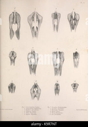 This detailed line drawing from 'Osteologia Avium' showcases the ...