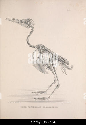An illustration from the book 'Osteologia Avium', focusing on the ...