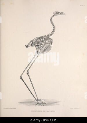 This study provides a detailed examination of bird anatomy, focusing on ...